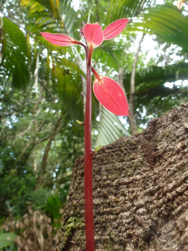 Ceylon cinnamon from Salazie track, Praslin Seychelles on June 30, 2015 ...