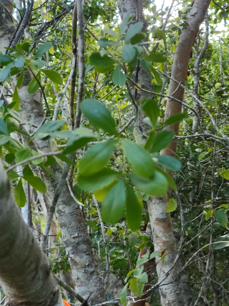 White ironwood from Key Largo, FL 33037, USA on November 24, 2021 at 04 ...