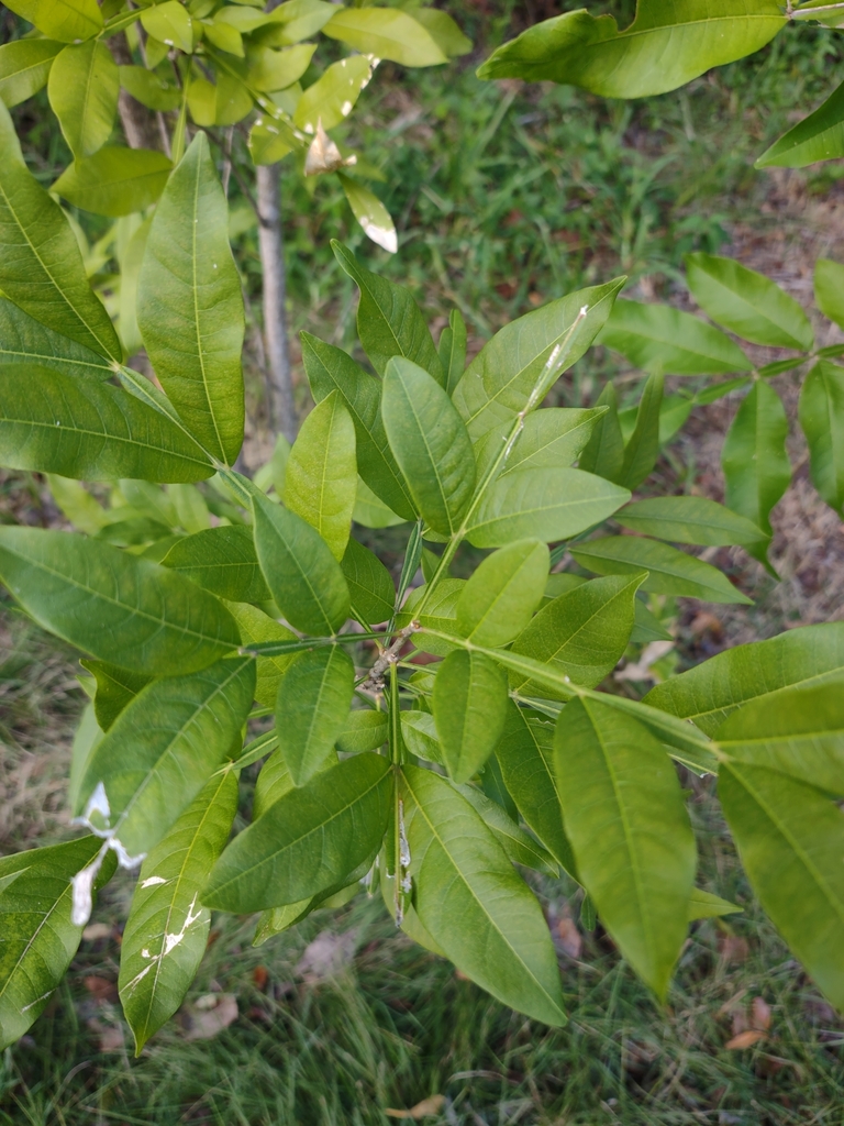 Wingleaf Soapberry from Key Largo, FL 33037, USA on November 24, 2021 ...