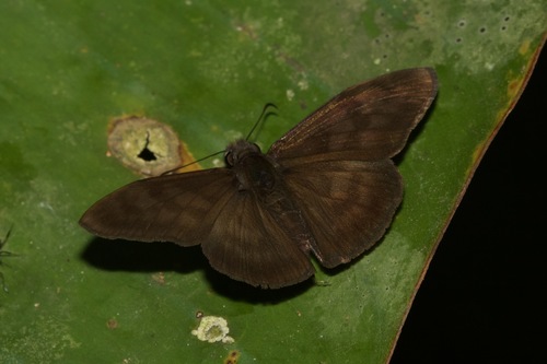 Subspecies Tolius tolimus robigus · iNaturalist