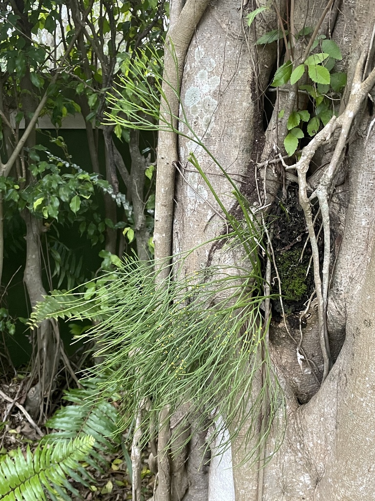 skeleton fork fern from S Military Trail, Boynton Beach, FL, US on ...