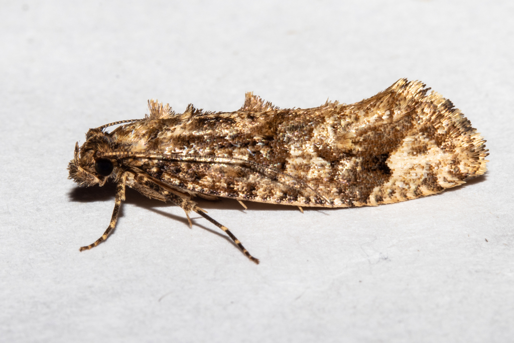 Lysiphragma epixyla from Broad Bay, Dunedin, New Zealand on November 24 ...