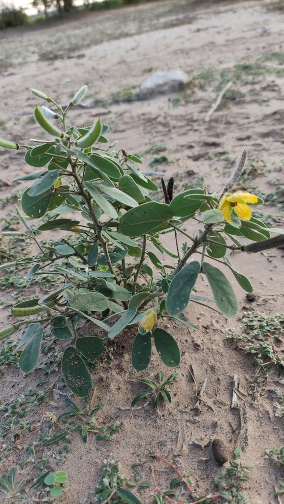 Two-Leaved Senna from Unnamed Road, 88860 Tamps., México on November 24 ...