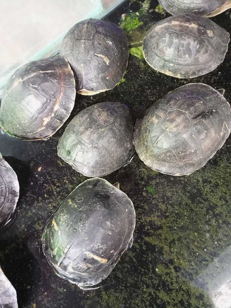 South Asian Box Turtle in November 2021 by miftaqulnurfaridzah ...