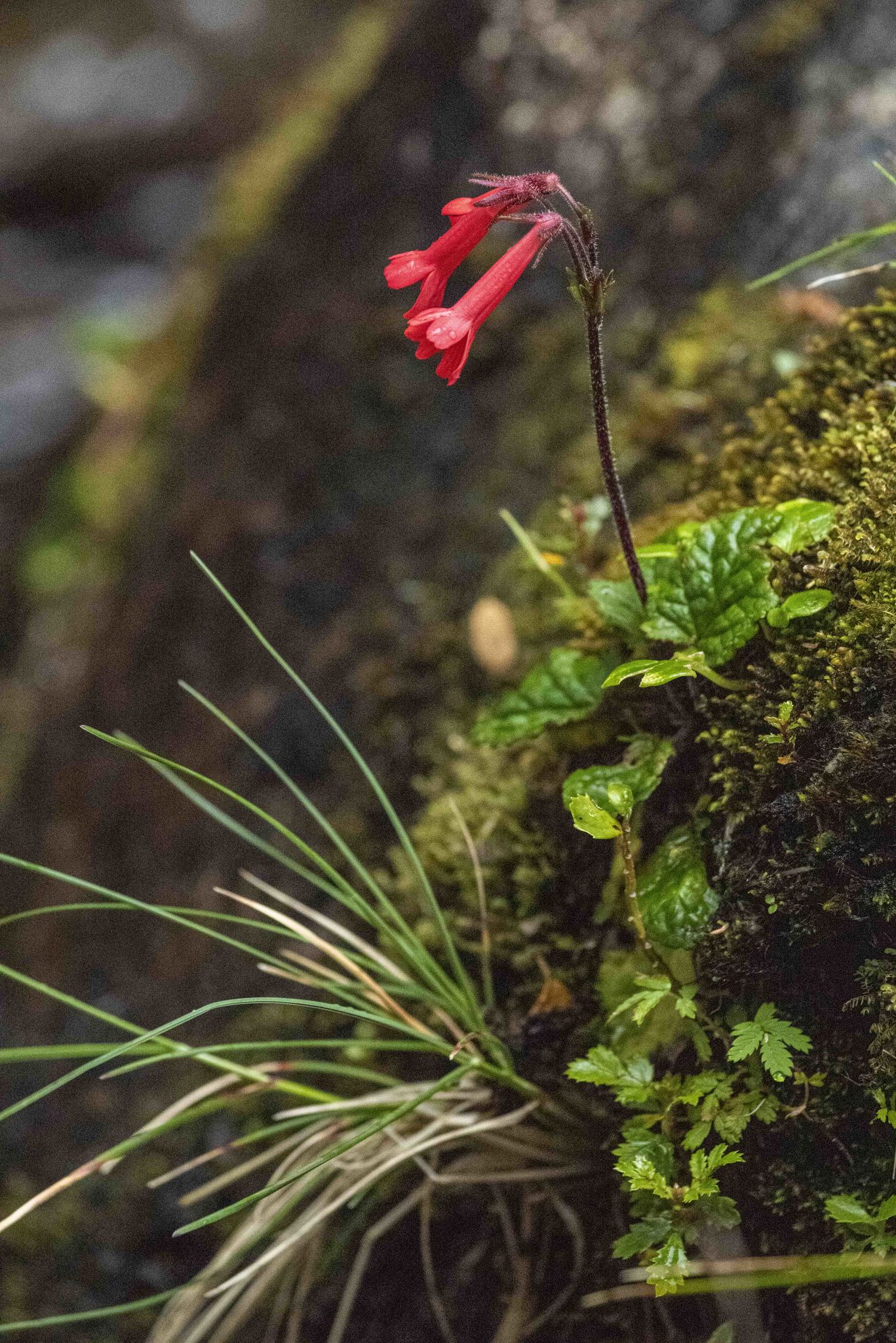 Ourisia coccinea (Cav.) Pers.