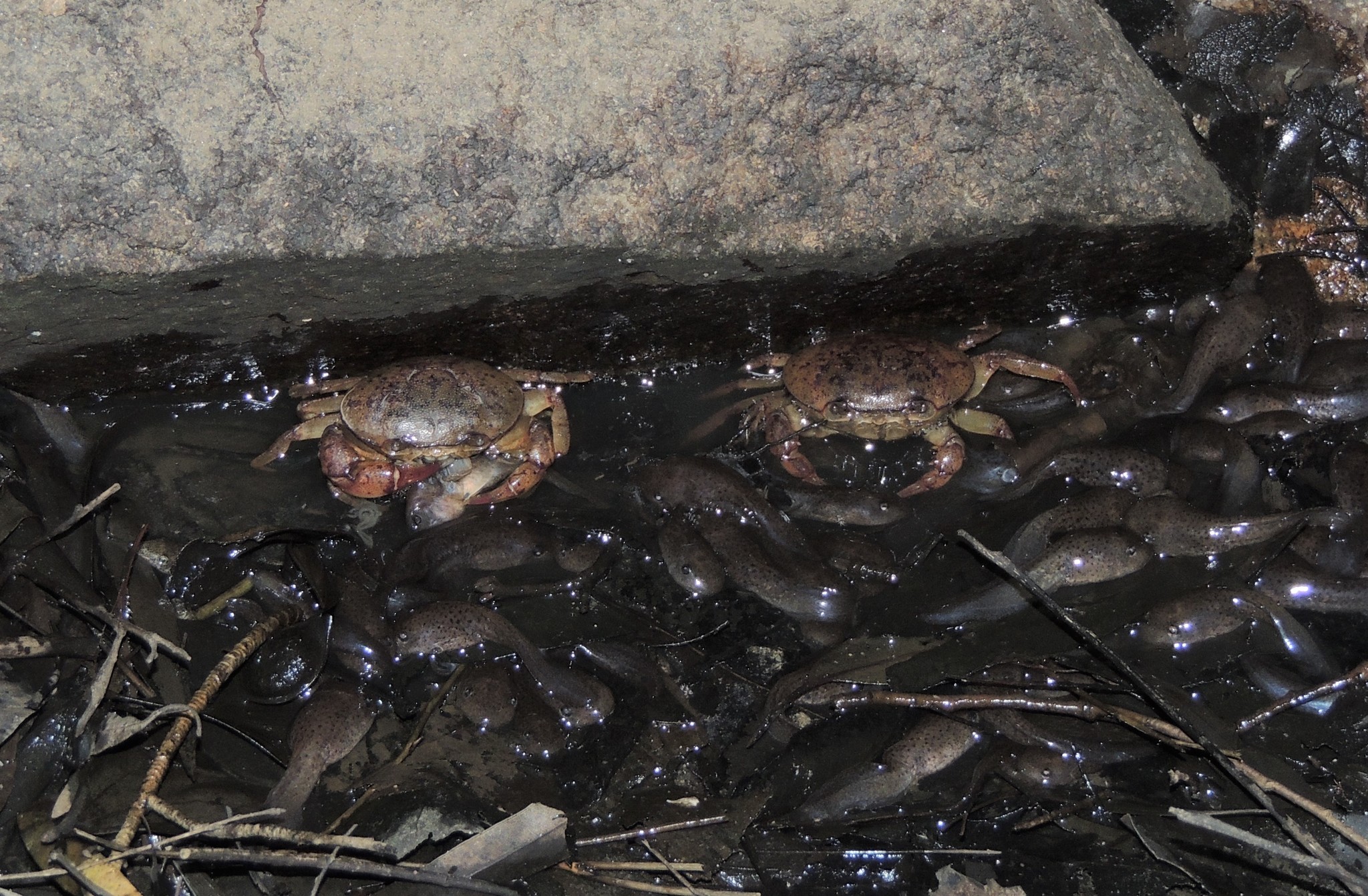 Austrothelphusa transversa (von Martens, 1868)