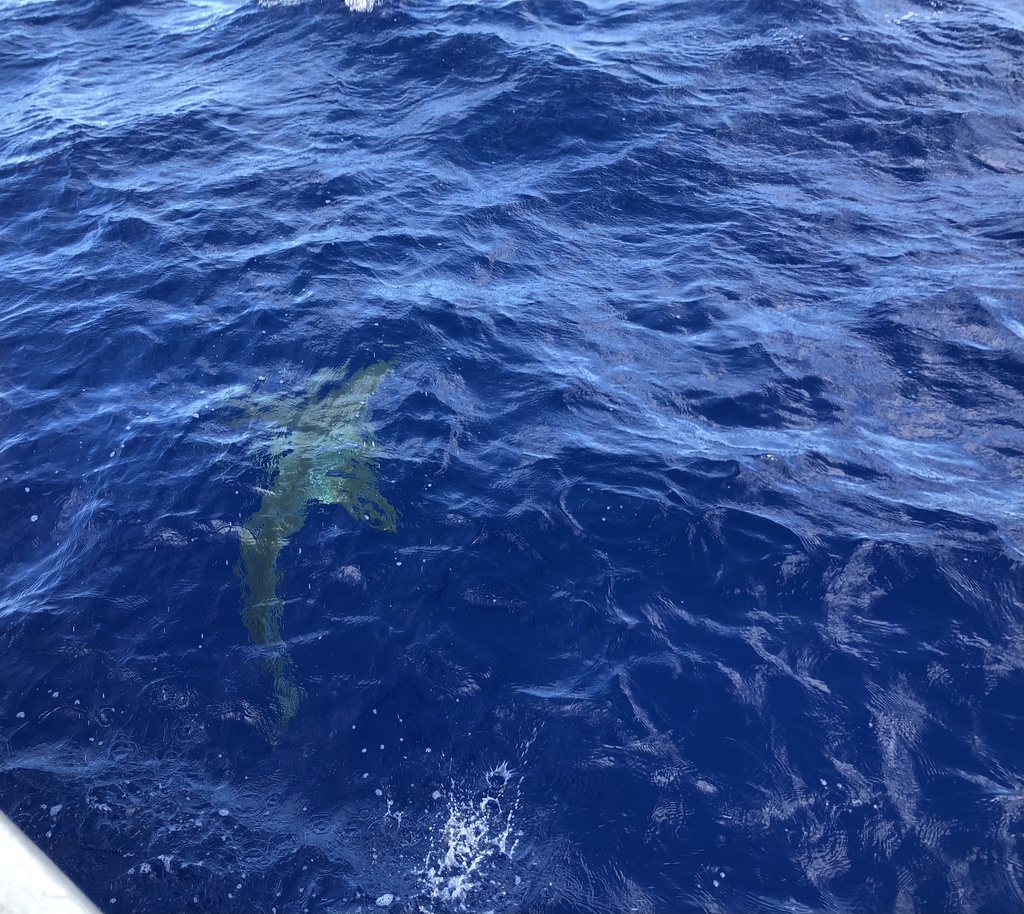 Sharks in November 2021 by Tyler E. Burrow · iNaturalist