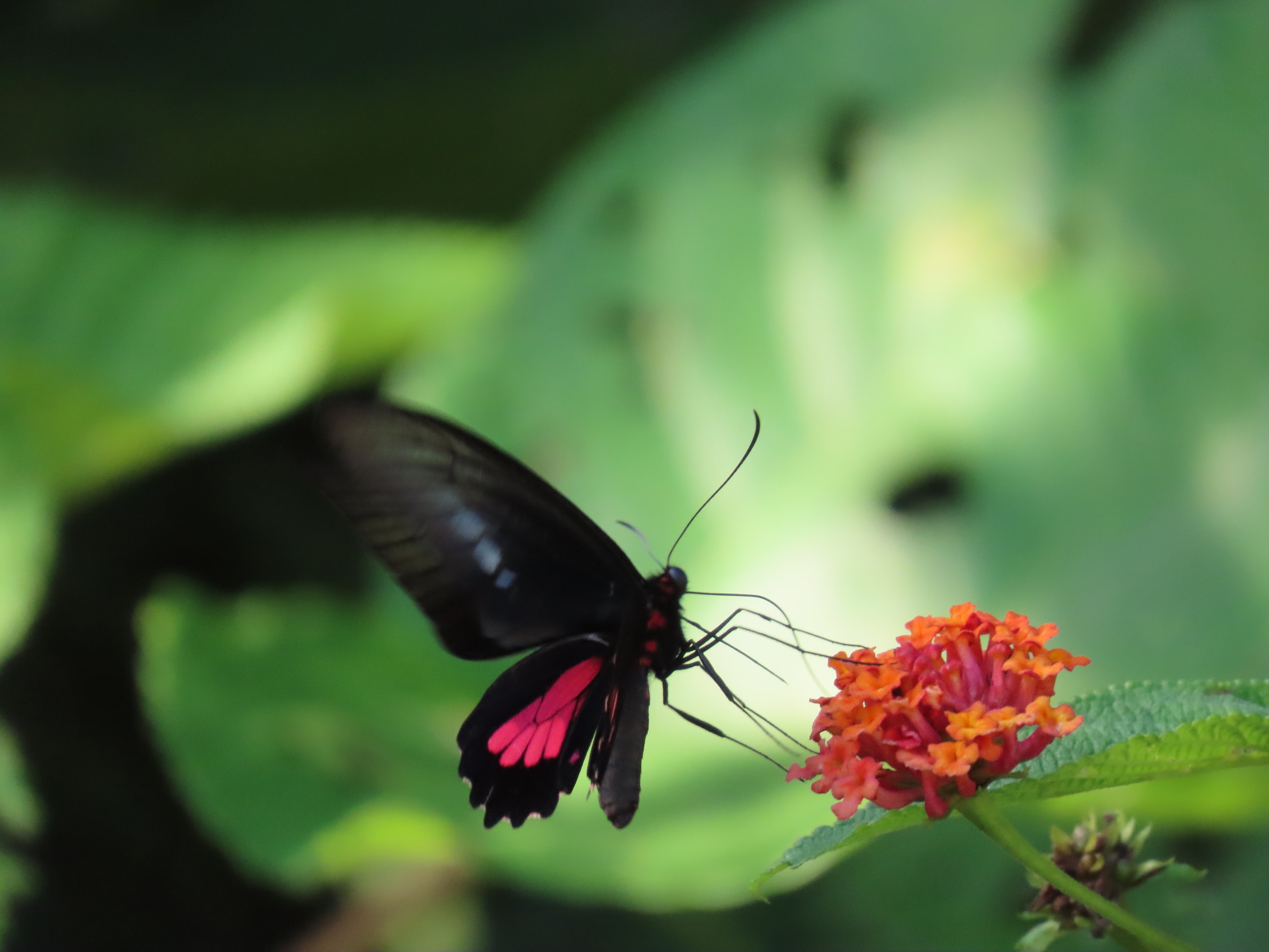 Parides neophilus (Geyer, 1837)