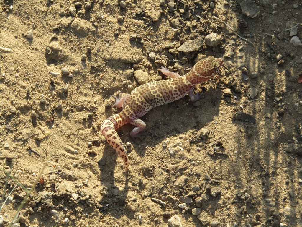 Texas Banded Gecko from Sabinas, Coah., México on November 11, 2021 at ...