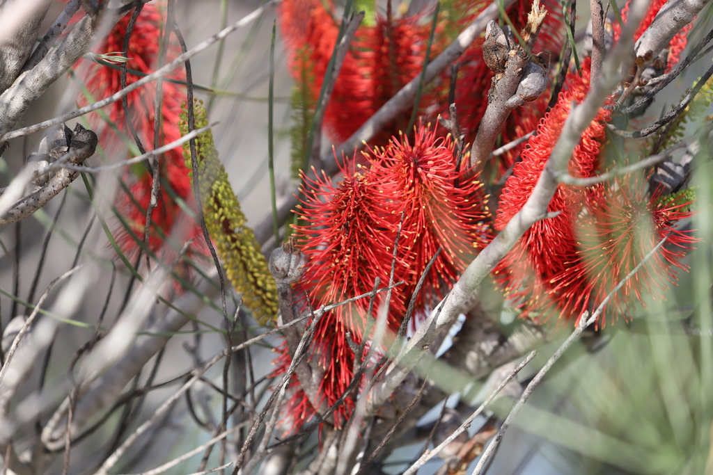 Red Pokers in August 2021 by Arthur Chapman. Hakea at the Western Flora ...