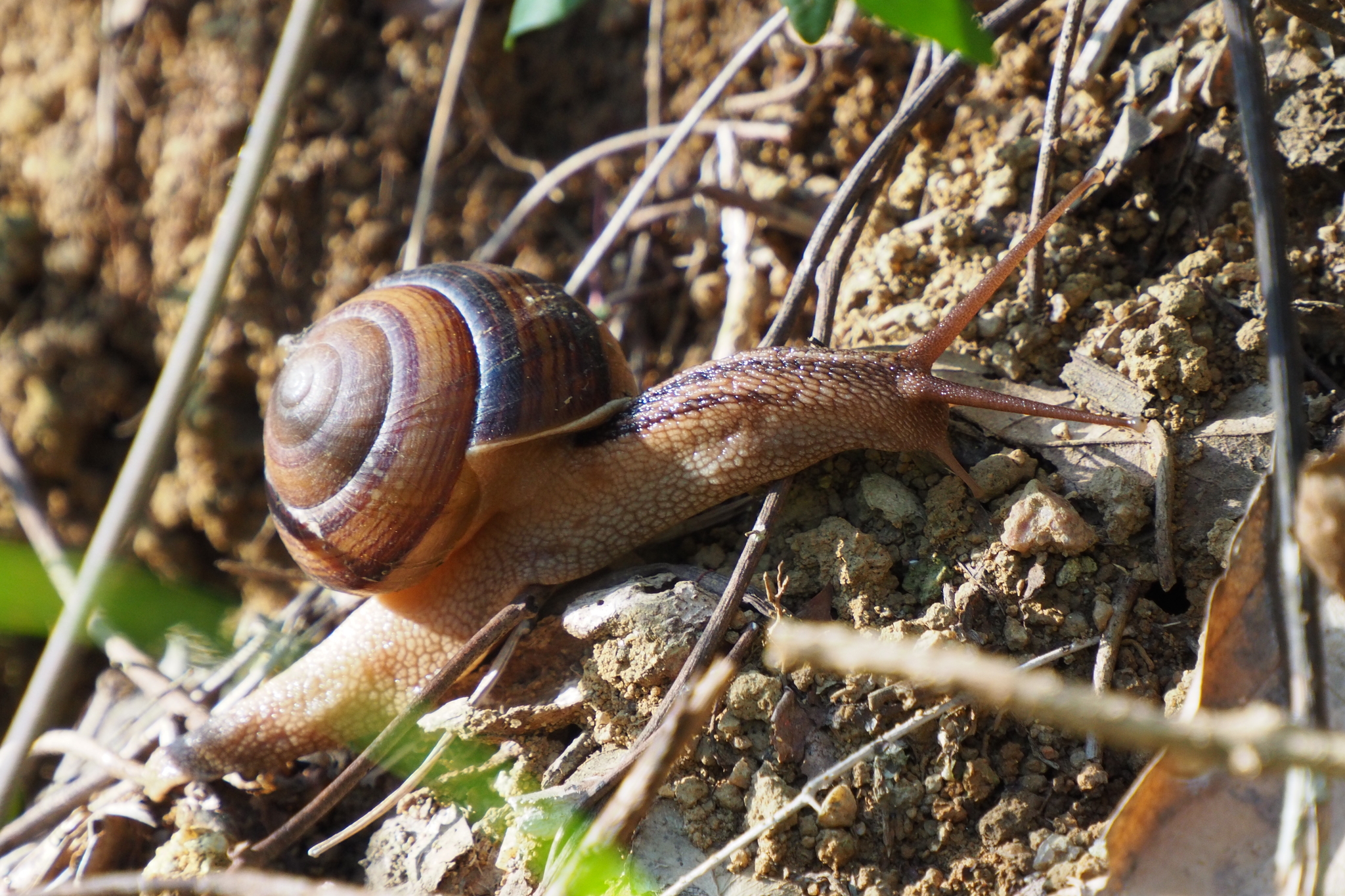 Camaena hainanensis (H.Adams, 1870)