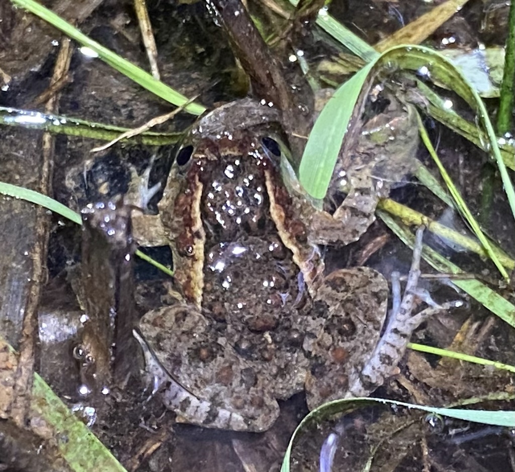Chacoan Tropical Bullfrog from Campo Grande, MS, BR on November 24 ...