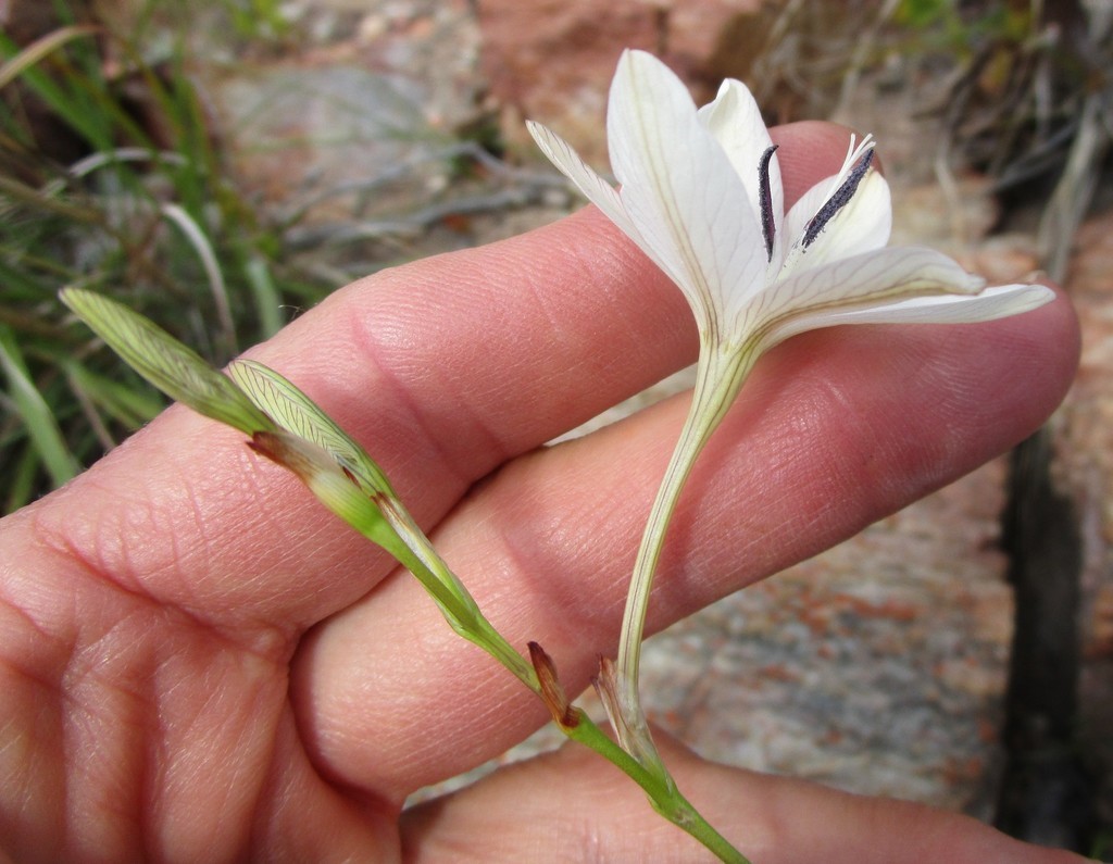 Tritonia bakeri subsp. bakeri