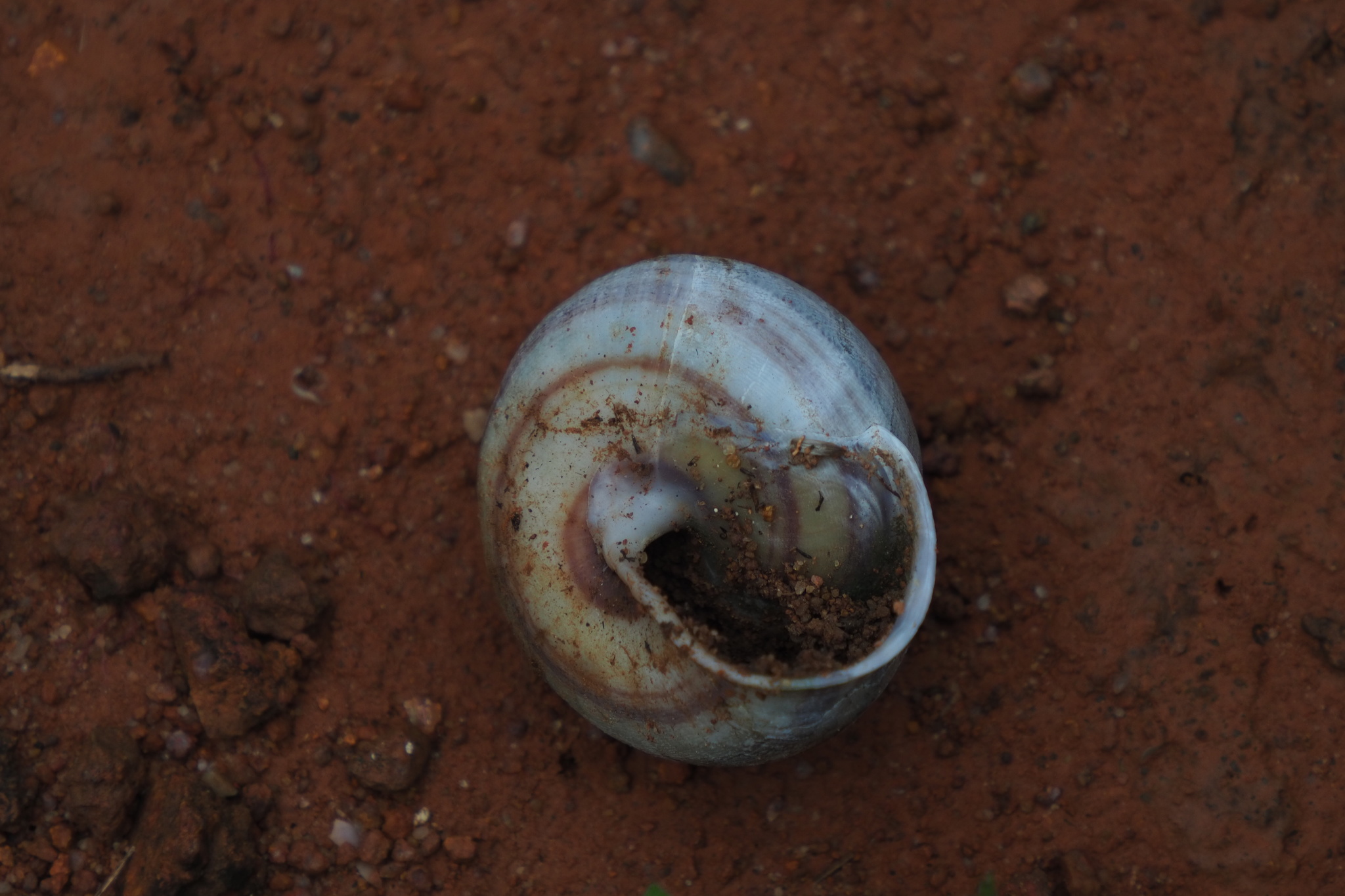 Camaena hainanensis (H.Adams, 1870)