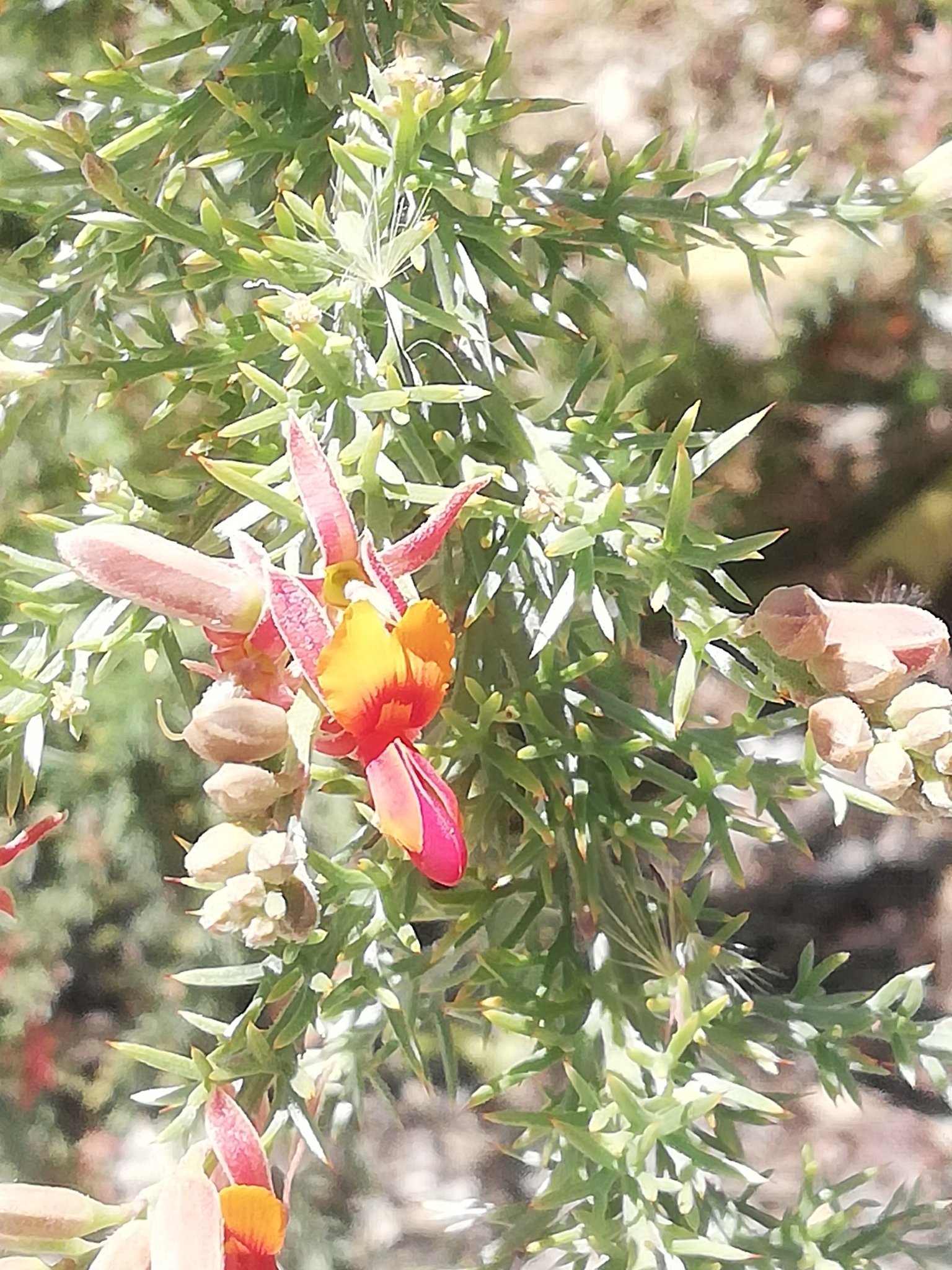 Jacksonia furcellata (Bonpl.) DC.