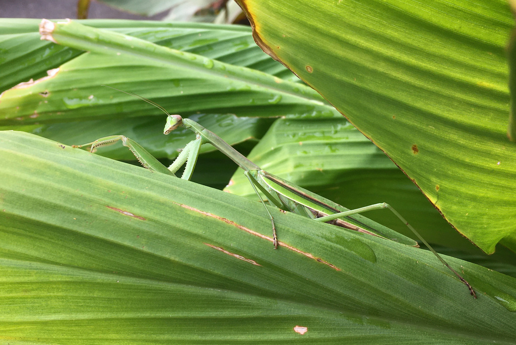 Narrow-winged Mantis in October 2021 by Alan Broderick · iNaturalist