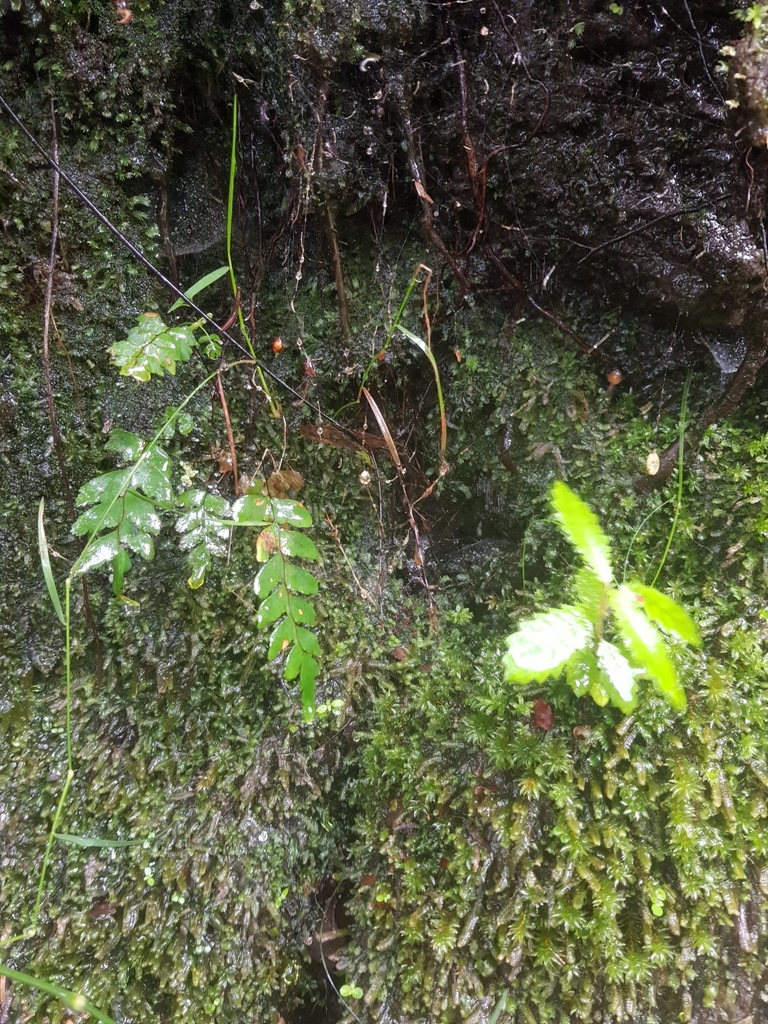 Masked Mountain Frog in November 2021 by Michelle Colpus. Many frogs ...