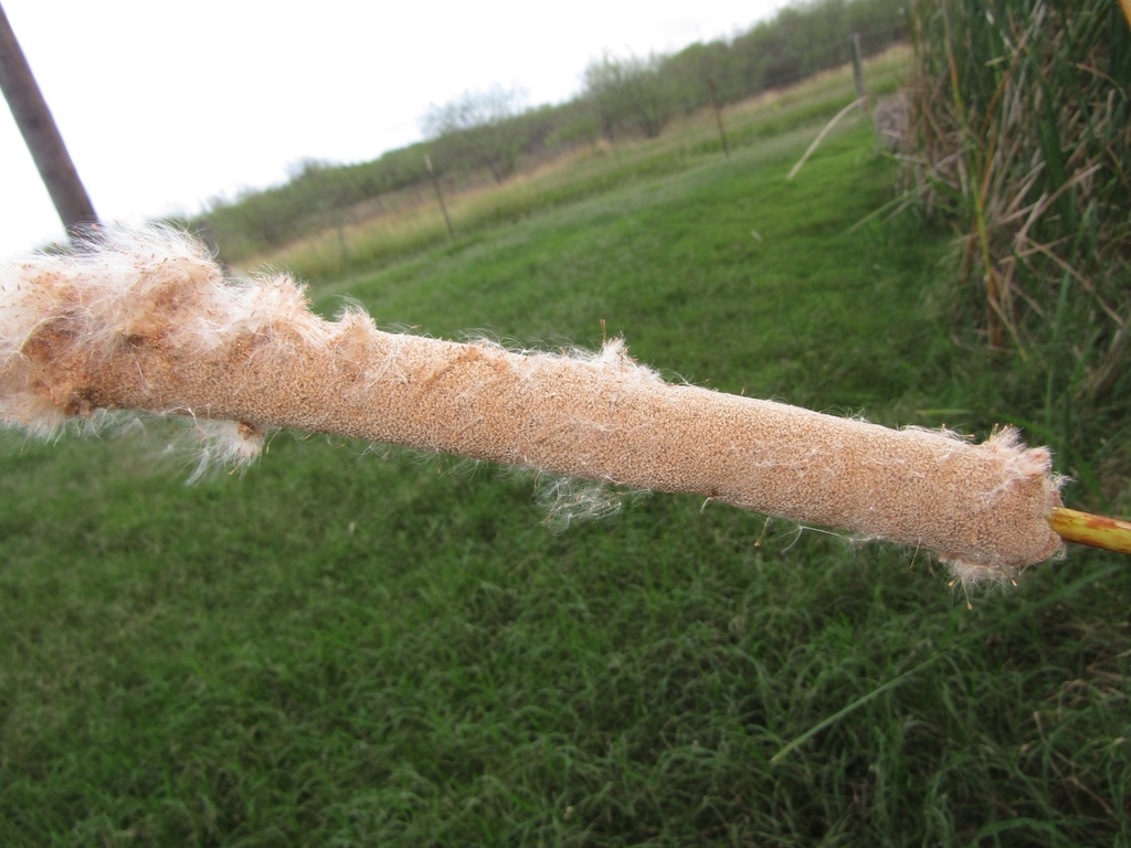 southern cattail from Yznaga, TX, USA on November 25, 2021 at 01:05 AM ...