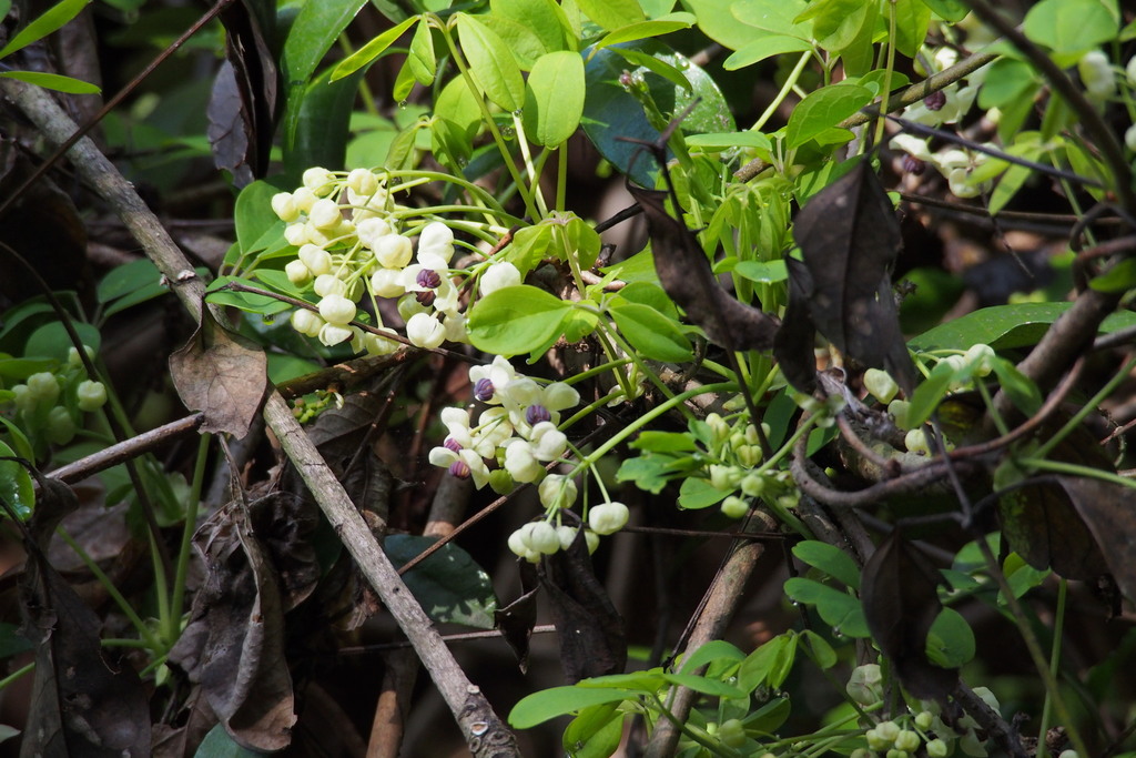 Five-leaf akebia on April 04, 2015 at 10:22 AM by harum.koh. Flowering ...
