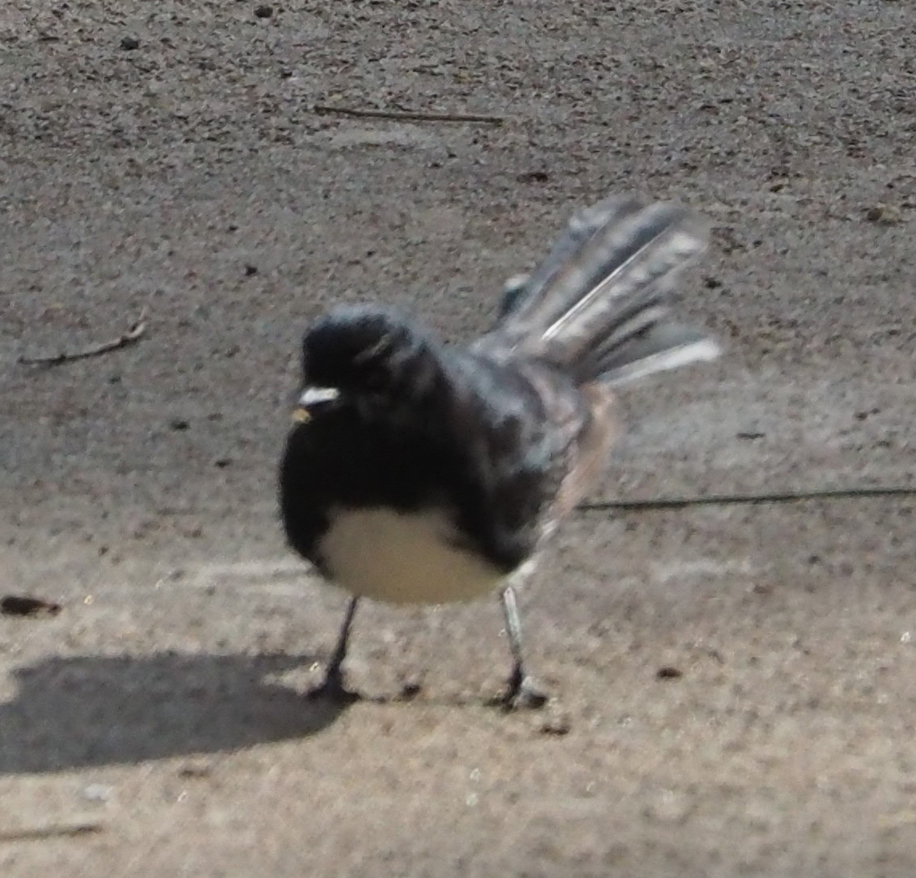 Willie Wagtail from Callala Bay NSW 2540, Australia on September 28 ...