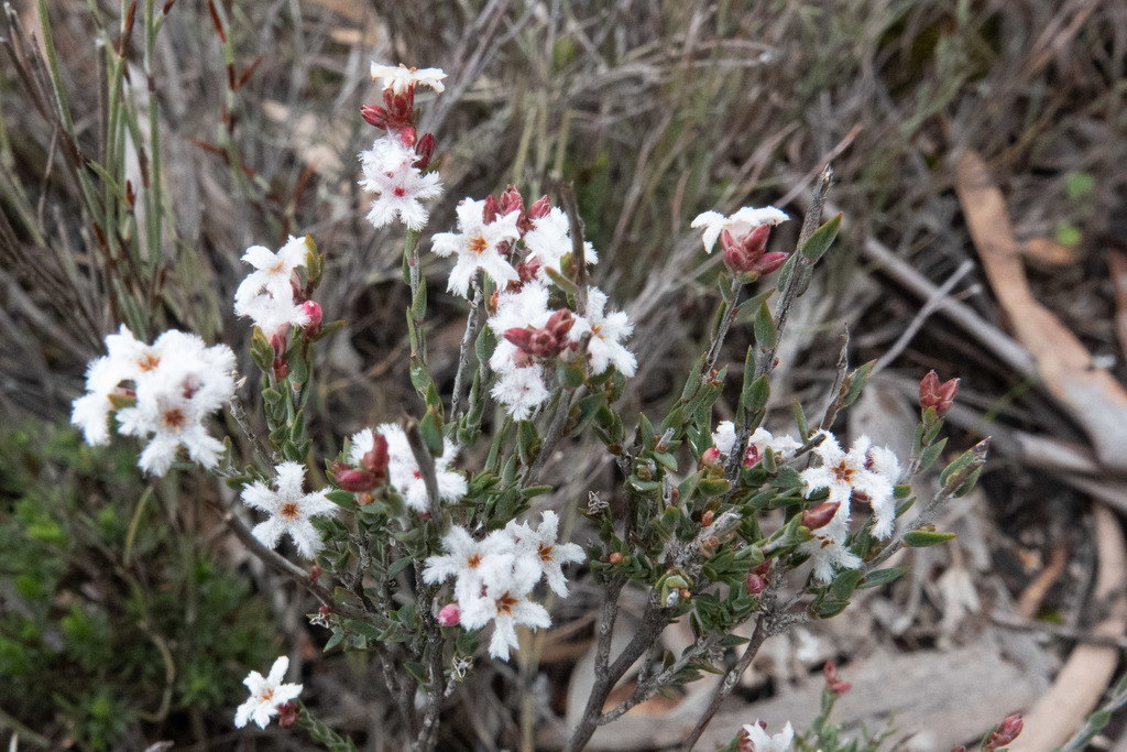 common beard-heath from Douglas VIC 3409, Australia on September 30 ...
