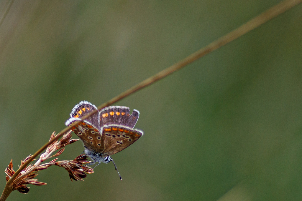 Polyommatus from Teruel, España on September 10, 2021 at 04:24 PM by ...