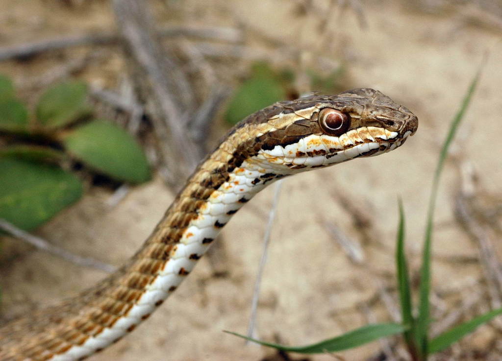 Steppe Ribbon Racer from Каракиянский район, Казахстан on April 23 ...