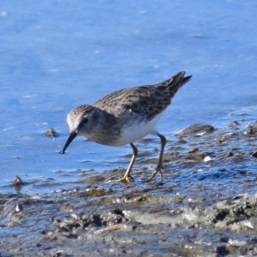 Least Sandpiper from Shoreline at Mountain View, CA, USA on November 24 ...