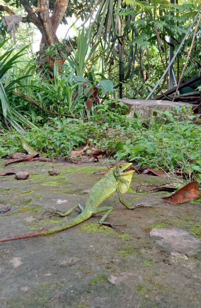 Great Crested Canopy Lizard from Gg. Buntu, Banjarmlati, Kec. Mojoroto ...