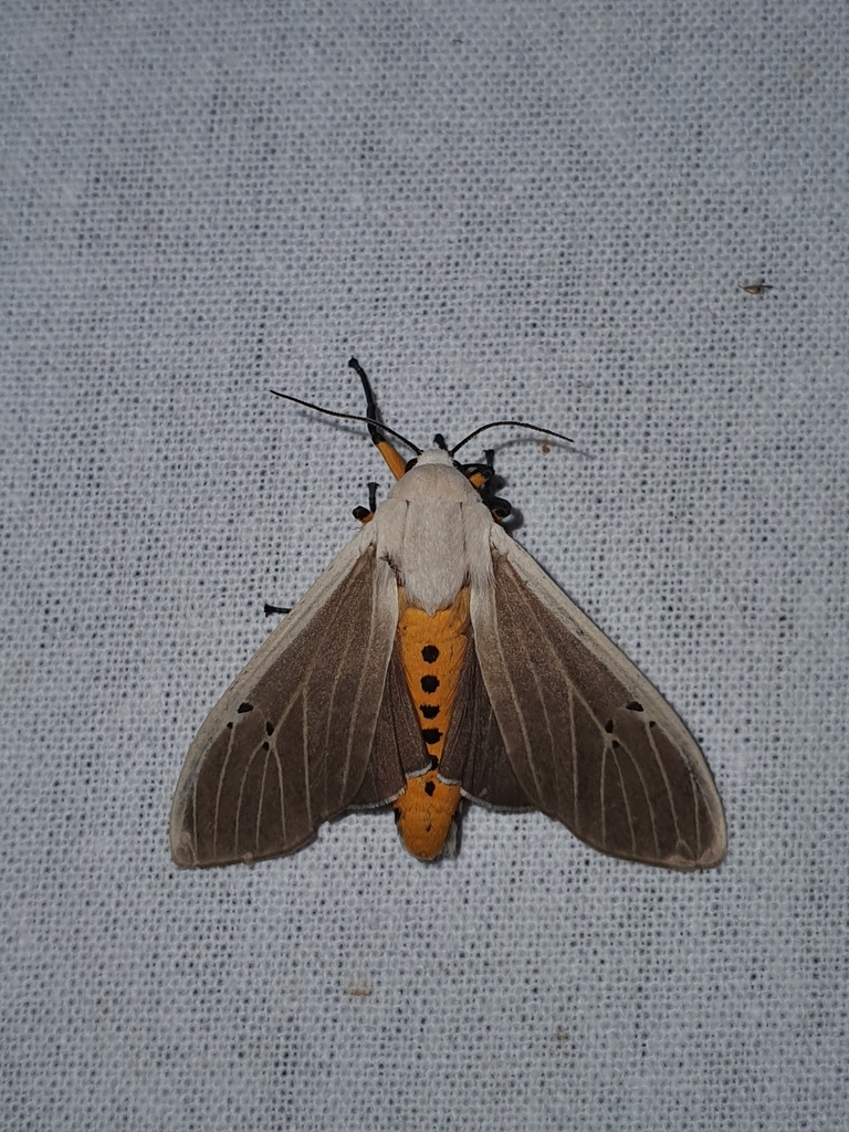 Clouded Tiger Moth from Sakaerat Environmental Research Station on ...