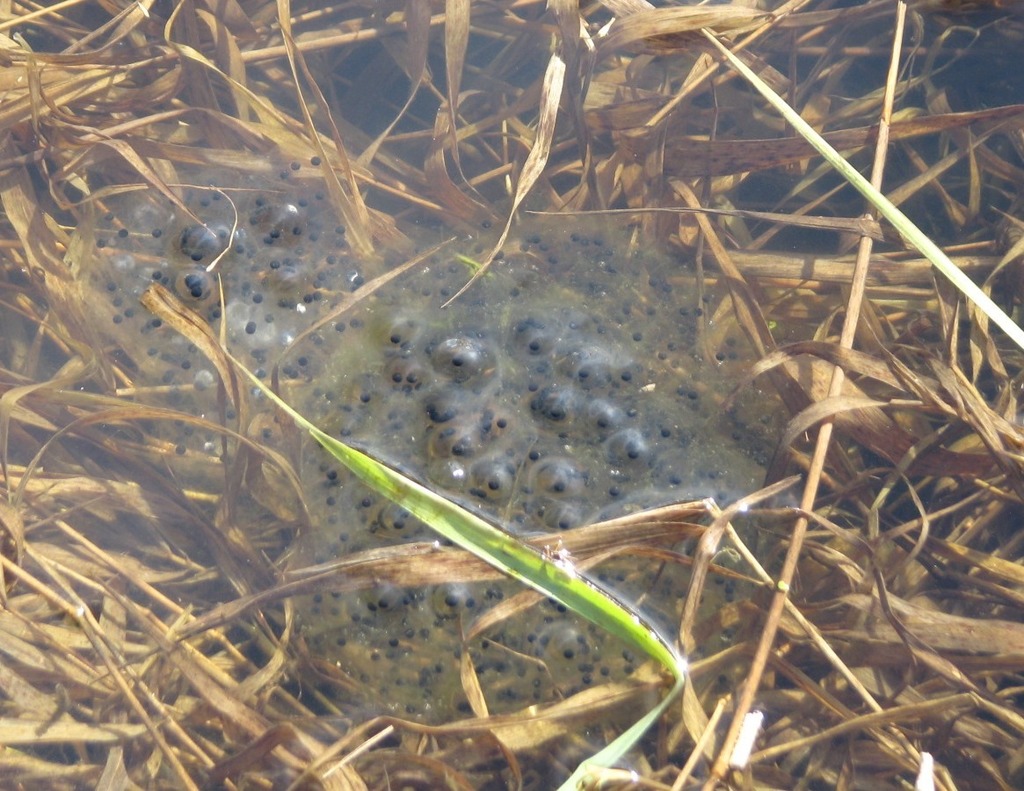 Oregon Spotted Frog in March 2015 by 66dodge. Oregon spotted frog egg ...