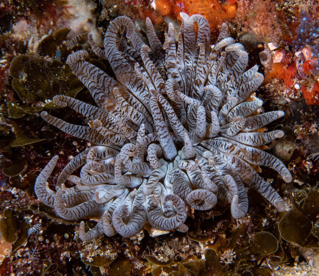 Beaded sea anemone from Umkhanyakude, ZA-NL, ZA on November 20, 2021 at ...