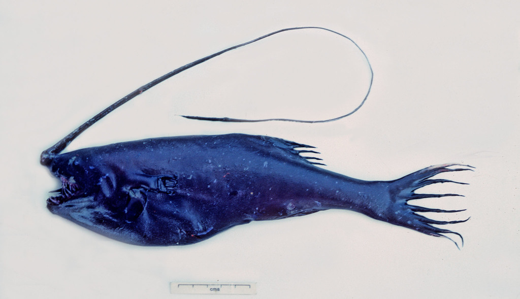 Paxton's Whipnose from 55 n.miles east of Terrigal, NSW, Australia on ...