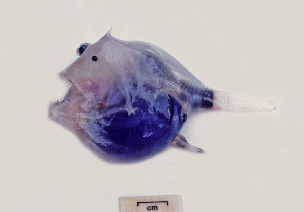 Leftvents (Linophrynidae) - Marine Life Identification