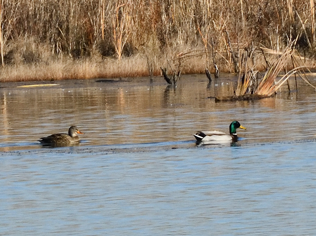 Mallard from Hamilton County, OH, USA on November 23, 2021 at 01:51 PM ...