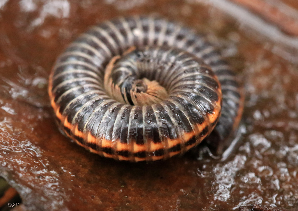 Striped Millipede from Tauragės r. sav., Lietuva on November 25, 2021 ...