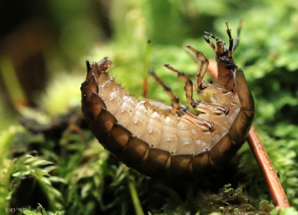 Snail Hunter from Tauragės r. sav., Lietuva on November 25, 2021 at 08: ...