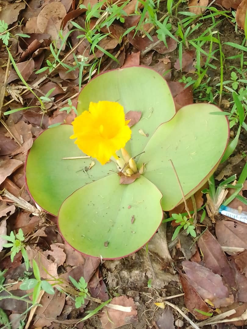 Costus spectabilis (Fenzl) K.Schum.