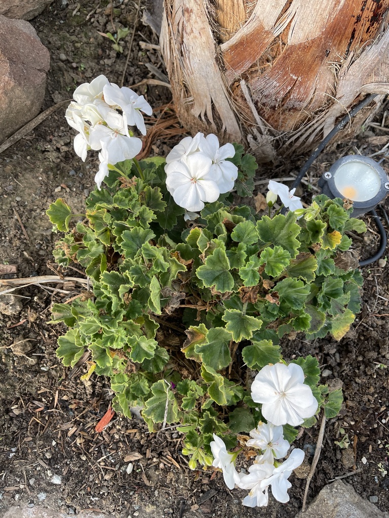 garden geranium from Cabrillo Pt, Discovery Bay, CA, US on November 25 ...