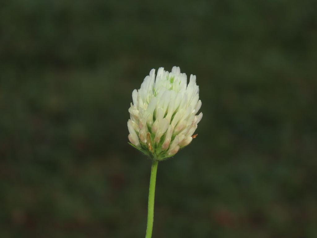 Egyptian clover in September 2021 by Josh Emm. Not sure if this is T ...