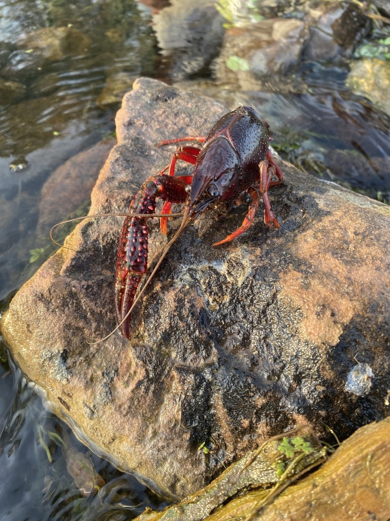 Red Swamp Crayfish from Meoqui, CHIH, MX on November 21, 2021 at 04:25 ...