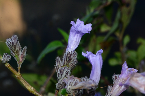 Strobilanthes scrobiculatus · iNaturalist