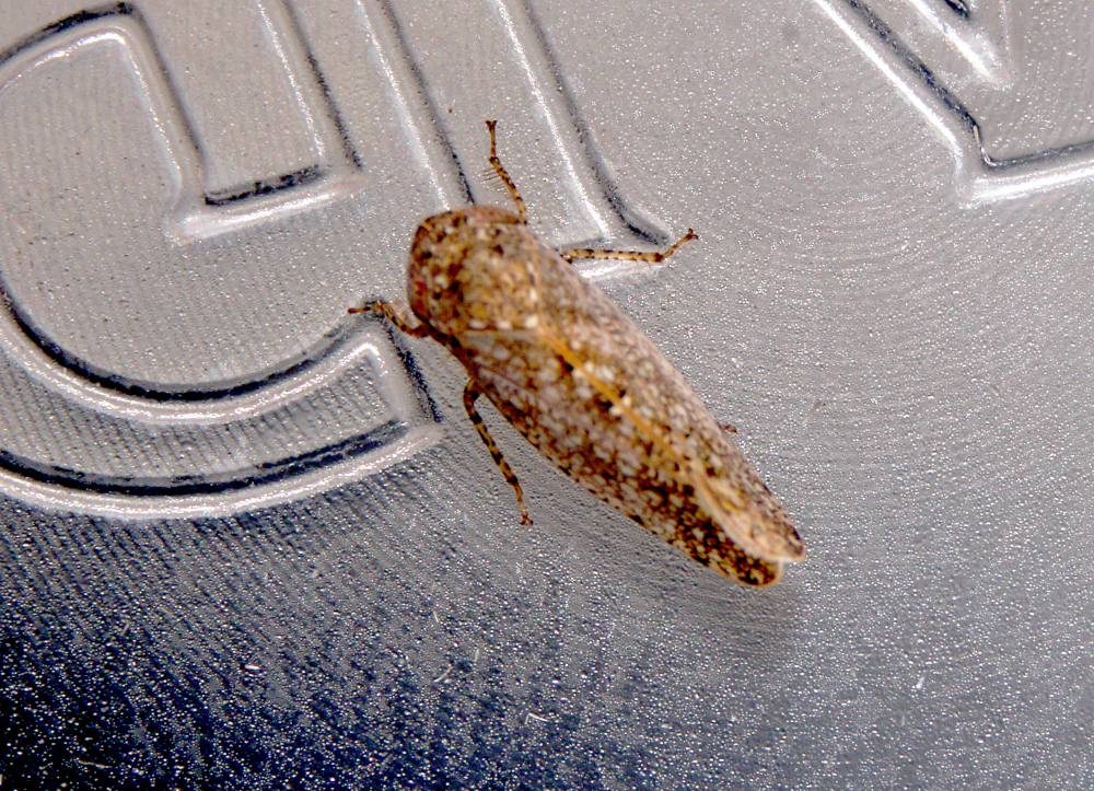 Paraphlepsius from Zion, Lake County, IL, USA on July 03, 2012 at 07:18 ...