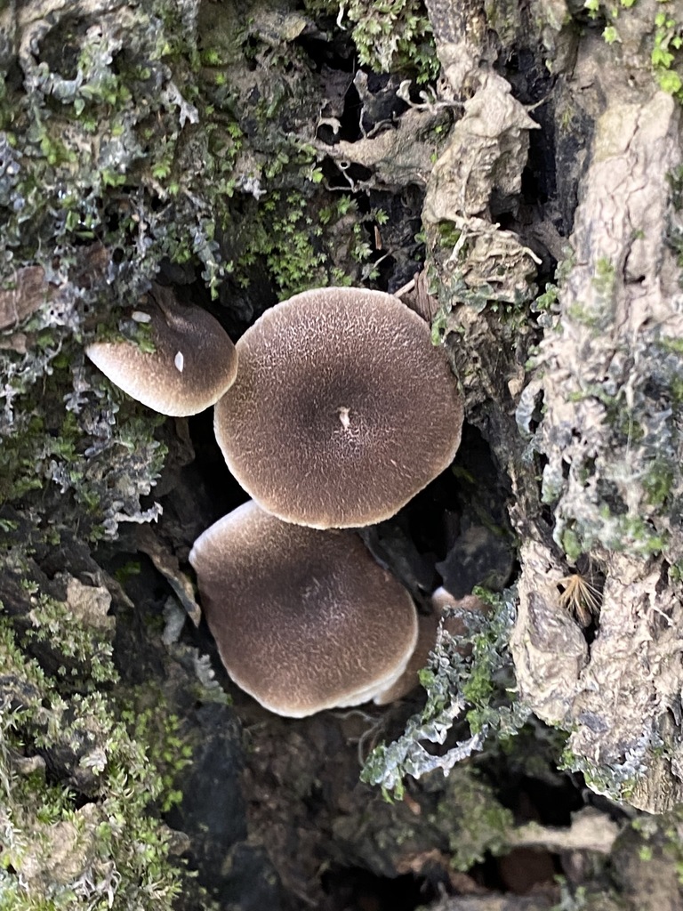 Common Gilled Mushrooms and Allies from Along Paint Rock River, Rocky ...
