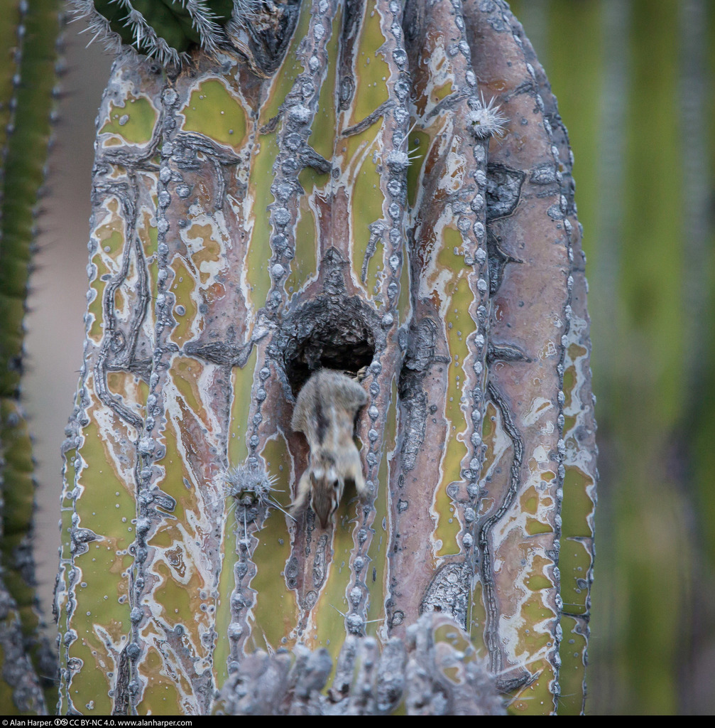 Peninsula Chipmunk (Neotamias obscurus meridionalis) - Know Your Mammals