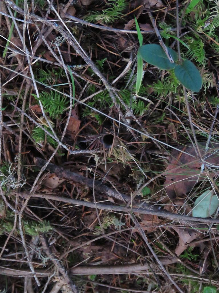 California Turret Spider from Humboldt, California, United States on ...