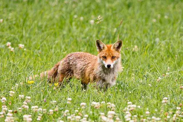 Red Fox from Veules-les-Roses, France on April 28, 2018 at 09:39 AM by ...