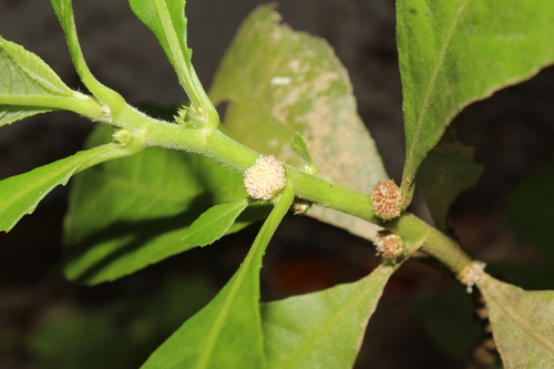 Yerba de Faja (Struchium sparganophorum)