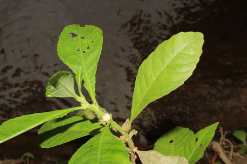 Genus Struchium · iNaturalist