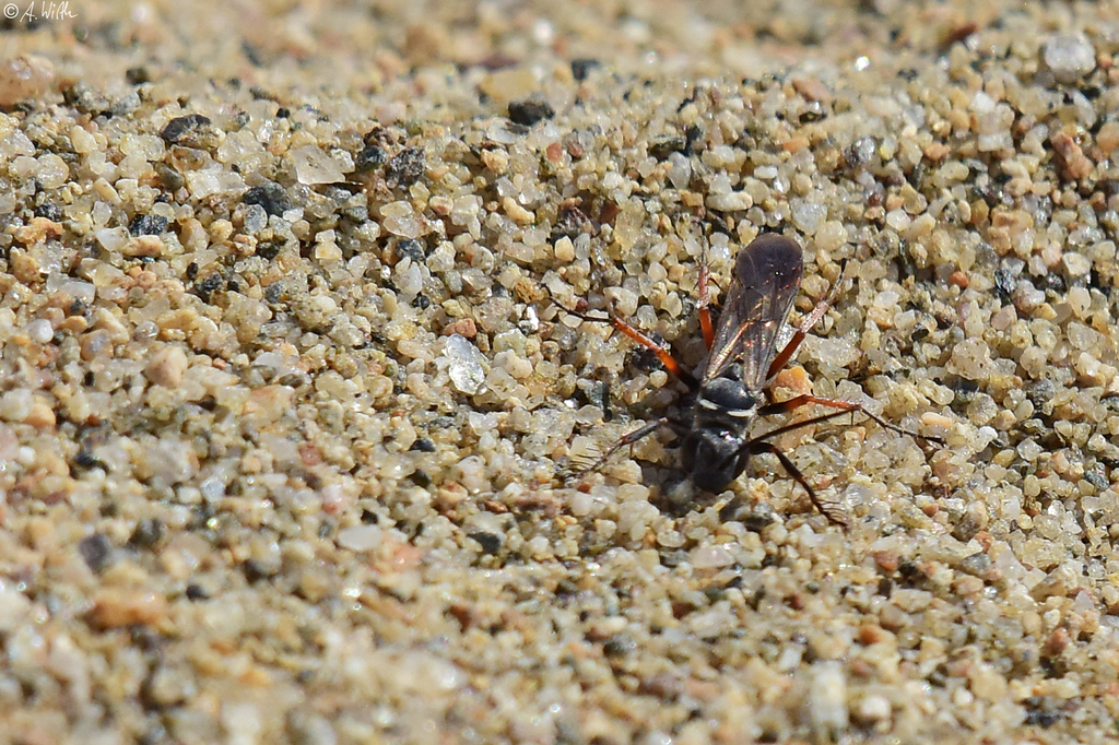 Red-legged Spider Wasp from Zentralmakedonien, Griechenland on October ...
